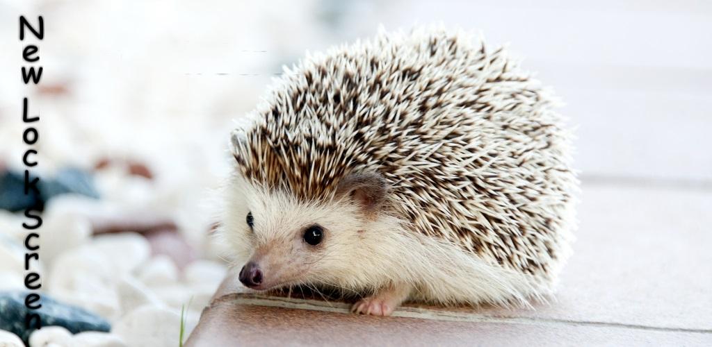 Hedgehog Lock Screen by DelatEvans - Latest version for Android ...