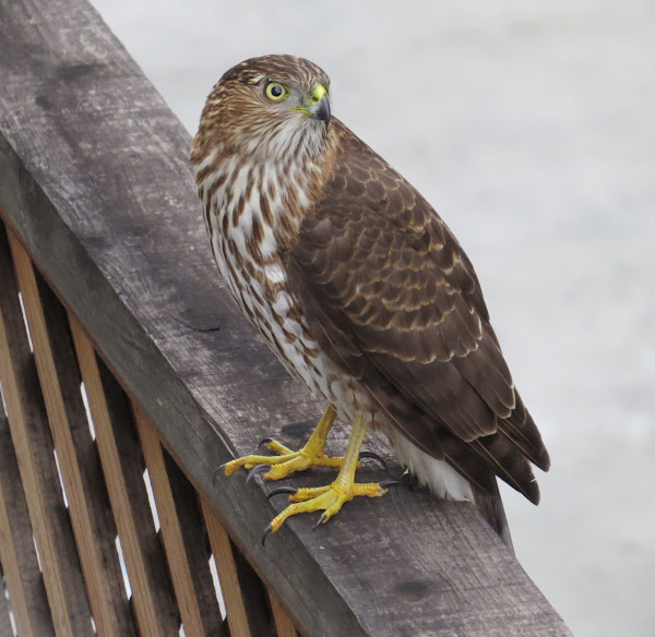 Cooper's Hawk (juvenile) | Project Noah