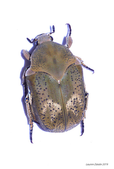 Scarab | Project Noah