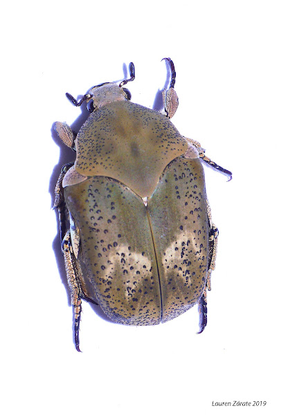 Scarab | Project Noah