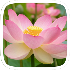 Lotus Live Wallpaper Theme - Latest version 1.0.0 for Android App ...