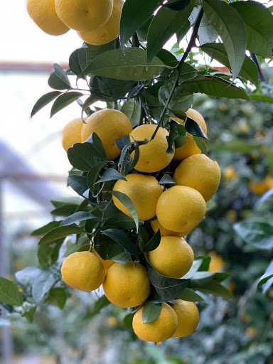 How Shonan Gold Fruit Keeps Getting Better — Google Arts & Culture