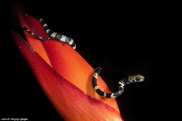 Slender snail eater | Project Noah