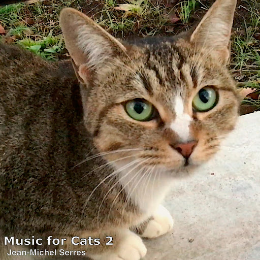 Music for Cats IV Curious Male Calico Cat - YouTube Music