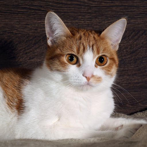 Jazz's Harmony Feline Symphony - YouTube Music