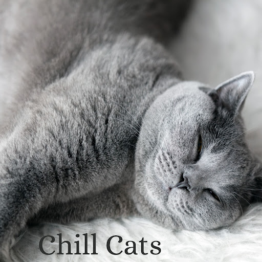 Chill Cats - YouTube Music