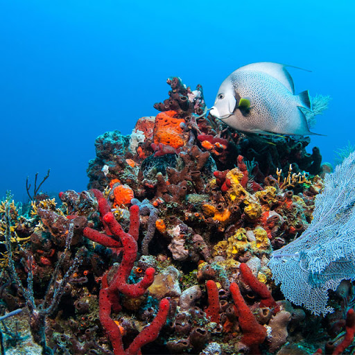 Reefs In The Keys