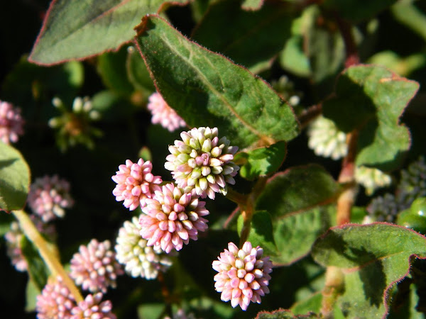 Pink knotweed | Project Noah