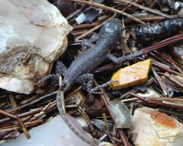 Spotting | Project Noah