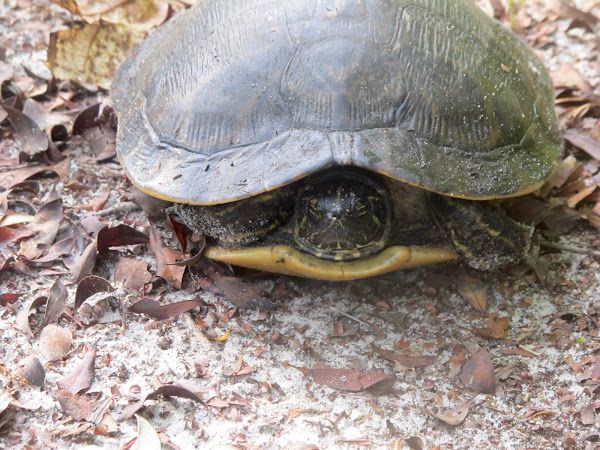 Florida Cooter | Project Noah