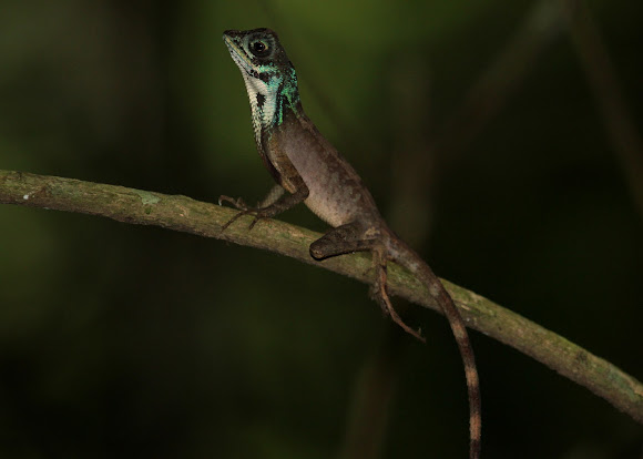 Sri Lankan kangaroo lizard | Project Noah