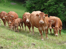 Visite d’Exploitation de Stéphane Courbon – Samedi 2 juin 2012 | Amap ...