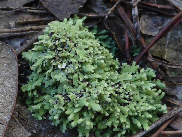 Cladonia | Project Noah