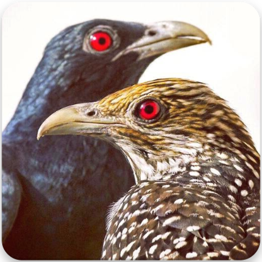 About: Asian Koel Bird Sounds : Indian Koyal Bird Sounds (Google Play ...