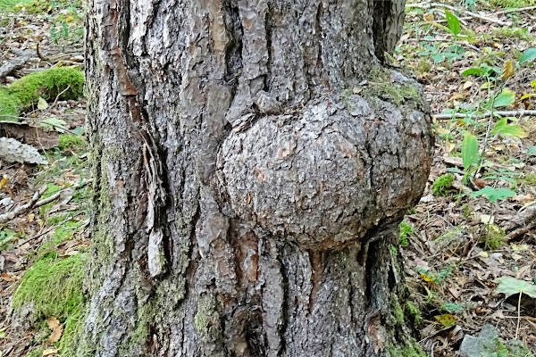 Pine tree burl | Project Noah