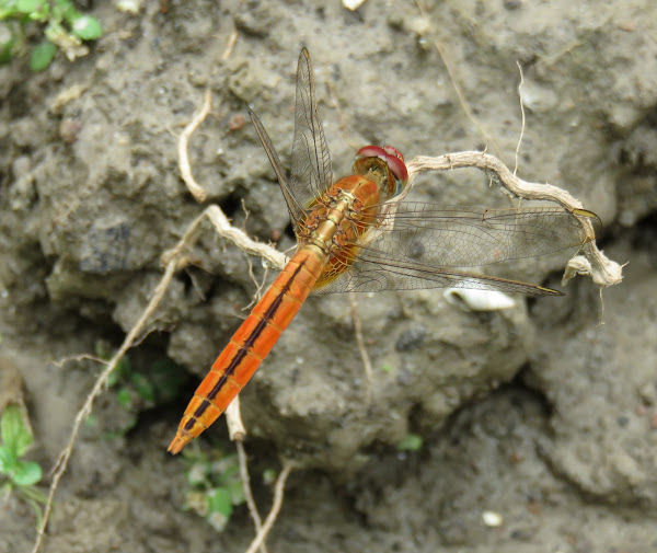 Brown-backed Red Marsh Hawk Dragonfly | Project Noah