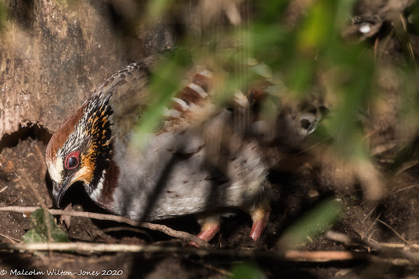 Collared Hill Partridge | Project Noah