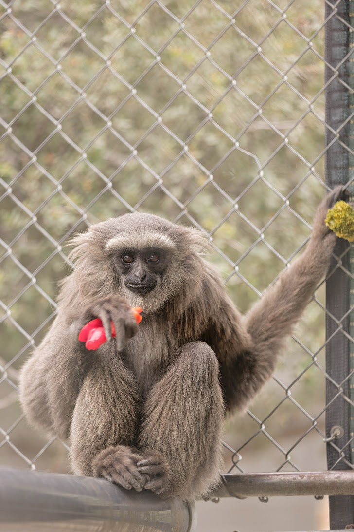 Singing with Gibbons at the Gibbon Conservation Center
