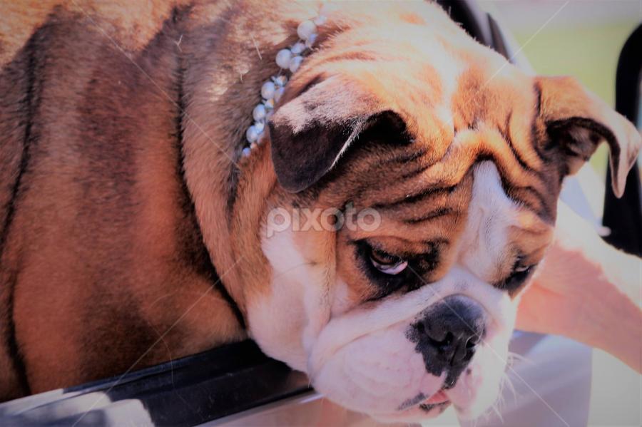 Sad Bulldog