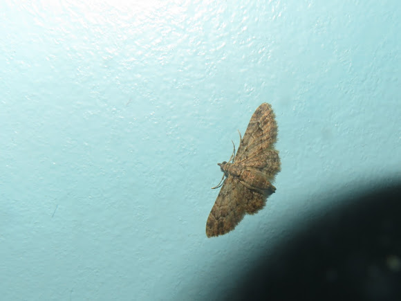 Grass Webworm | Project Noah