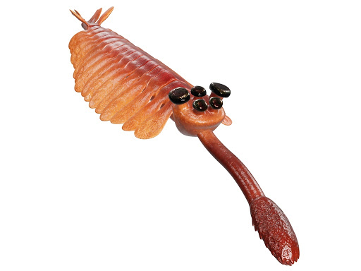 Opabinia - a 500m-year-old creature with five eyes — Google Arts & Culture