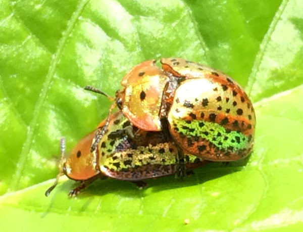 Tortoise Beetle (common metallic-striped gold form) | Project Noah