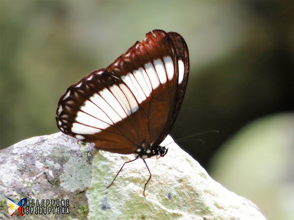 Wallacean ♂ | Project Noah