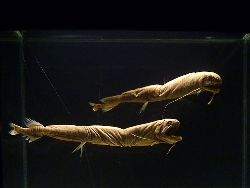 The Deep exhibition – Simply Polar