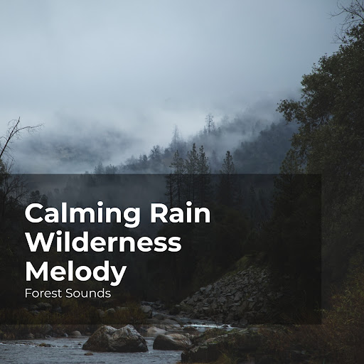 Rainforest Soundscape - YouTube Music