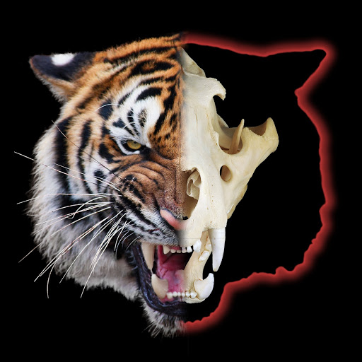 The final Mass Extinction? — Google Arts & Culture