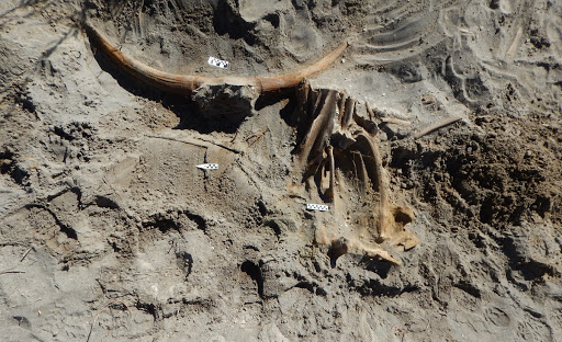 The American Bison: A National Symbol — Google Arts & Culture