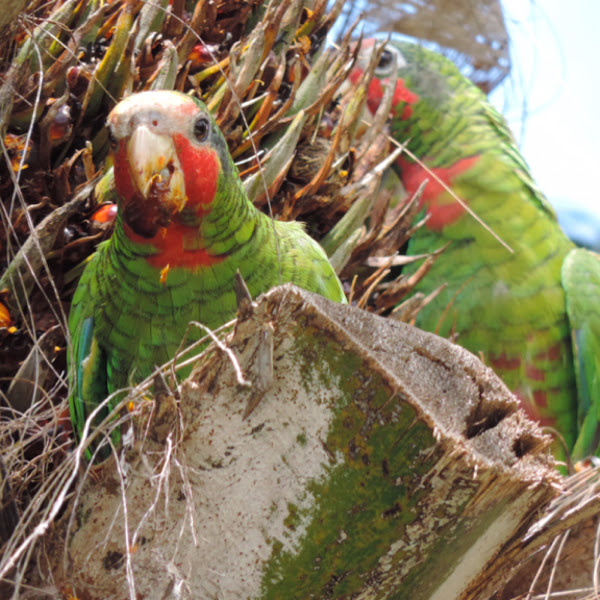 Grand Cayman Parrot | Project Noah