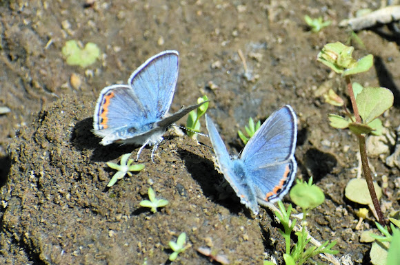 Acmon Blue | Project Noah