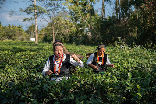 Indigenous Tea Makers of India — Google Arts & Culture