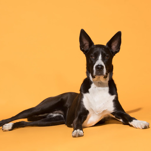 I JUST LOST MY DAWG FUNK (Slowed) - YouTube Music