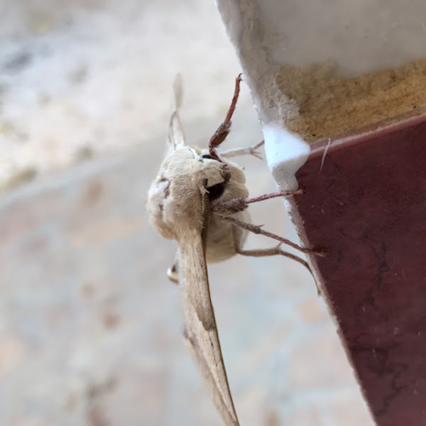 Oak hawk-moth | Project Noah