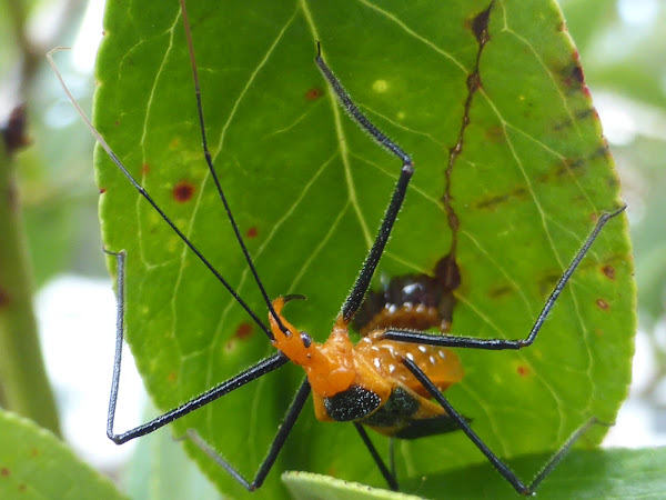 Milkweed Assassin Bug Laying Eggs | Project Noah