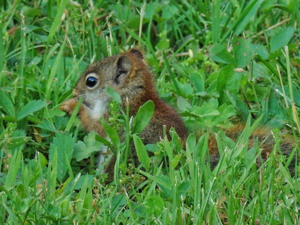 Baby American red squirrel | Project Noah