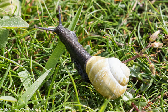 Grove Snail | Project Noah