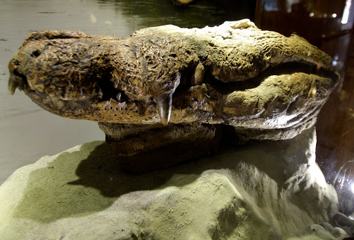 The Animals of Sangiran — Google Arts & Culture