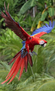 Parrots Live Wallpaper : 7fon & LWP for PC / Mac / Windows 7.8.10 ...