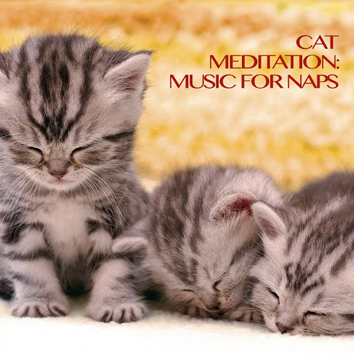 Cat Naps For Meditation 2 - YouTube Music