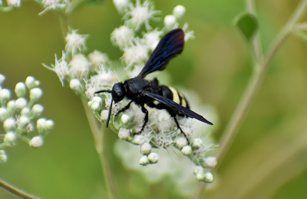 Double-banded Scoliid Wasp | Project Noah