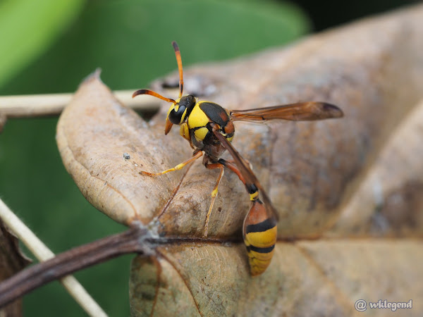 Delta esuriens | Project Noah