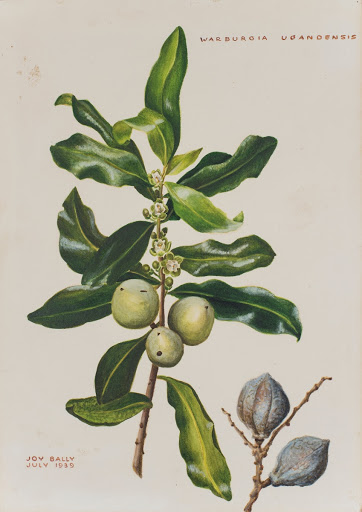 Warburgia ugandensis Spraque - Canellaceae - Joy Adamson — Google Arts ...