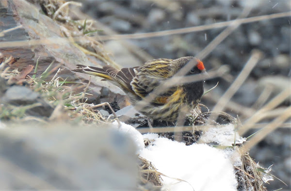 Red-fronted Serin | Project Noah