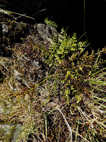 Parsley Fern | Project Noah