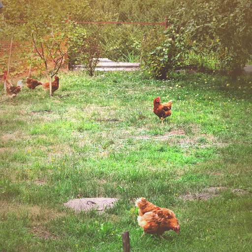 Calm chicken sounds to Fall Asleep with Relaxing animal noise - YouTube ...