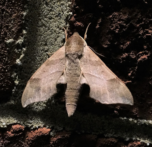 Virginia Creeper Sphinx Moth | Project Noah