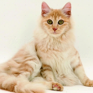 Wallpaper Kucing Lucu HD - Latest version 1.0 for Android App Entertainment